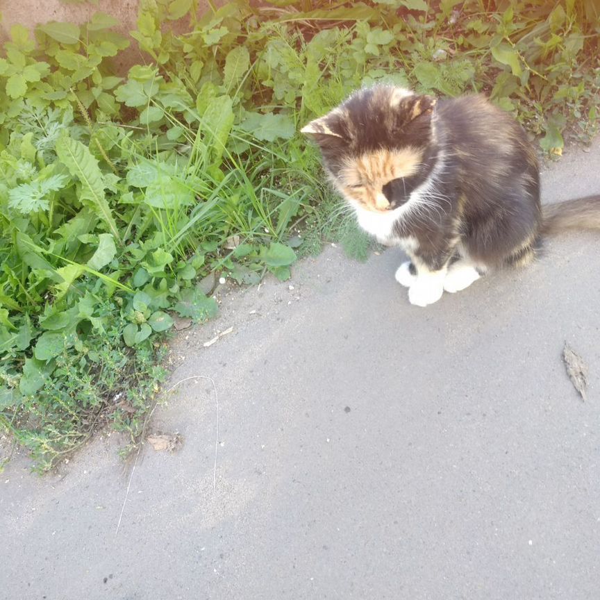 Кот или кошка. Потеряшка