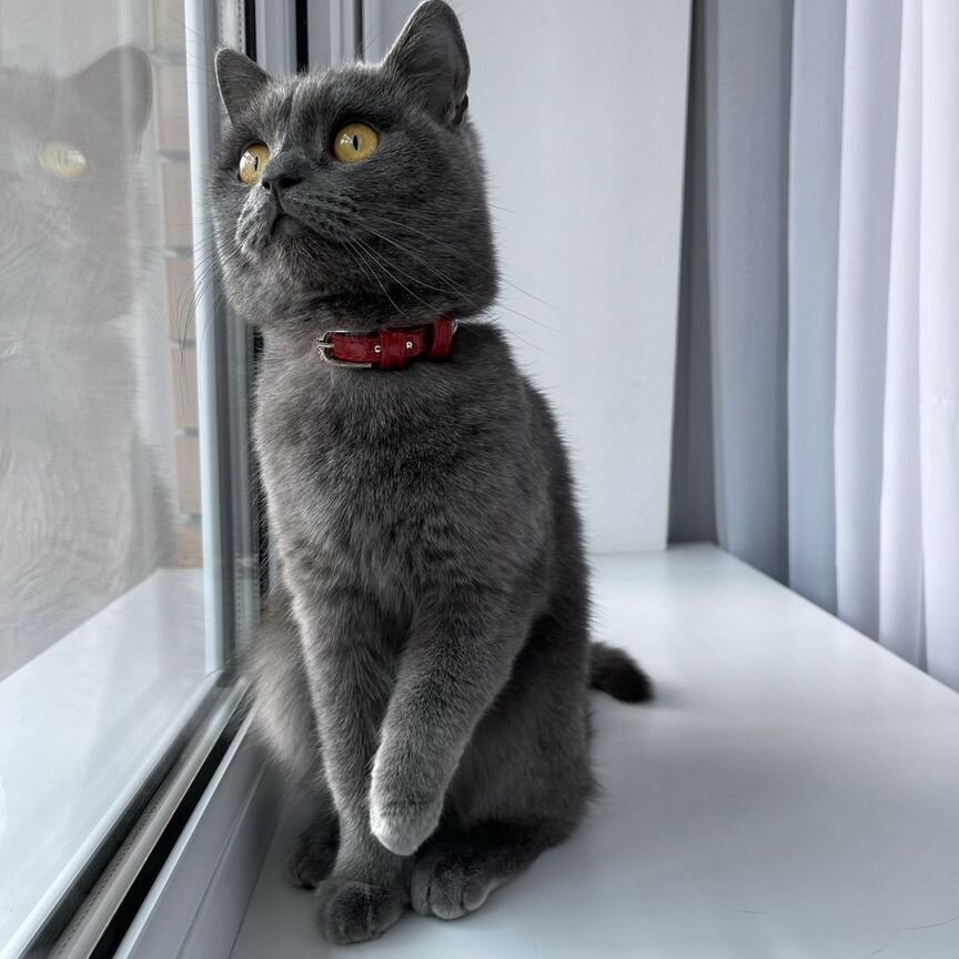 Британский короткошёрстный котёнок