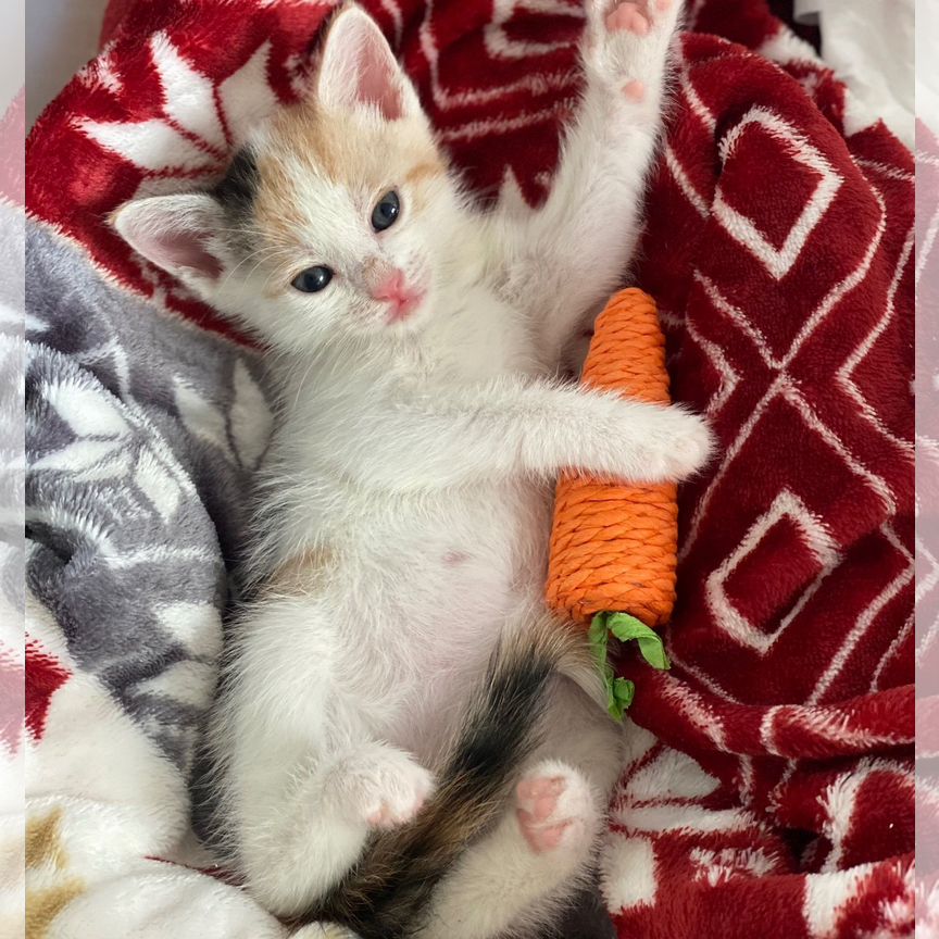 Котёнок в добрые руки