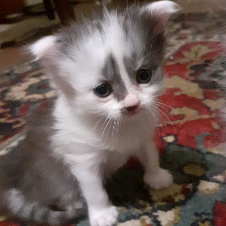 Отдам в добрые руки котенка