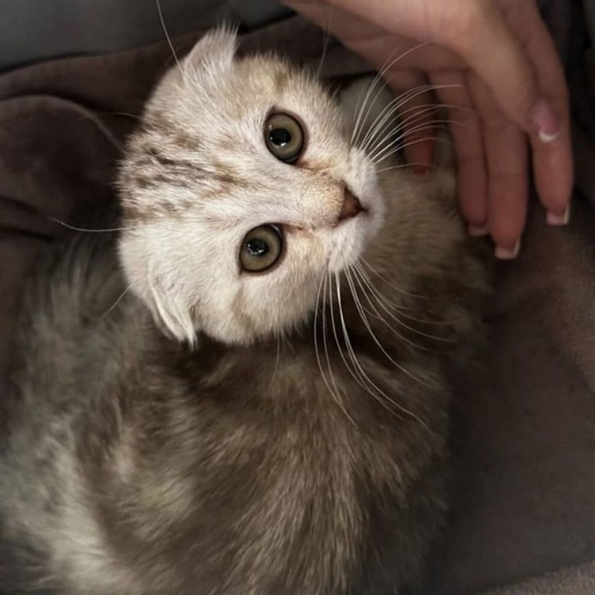 Шотландская вислоухая длинношёрстная кошка, взрослая