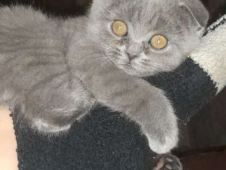 Британский вислоухий кот