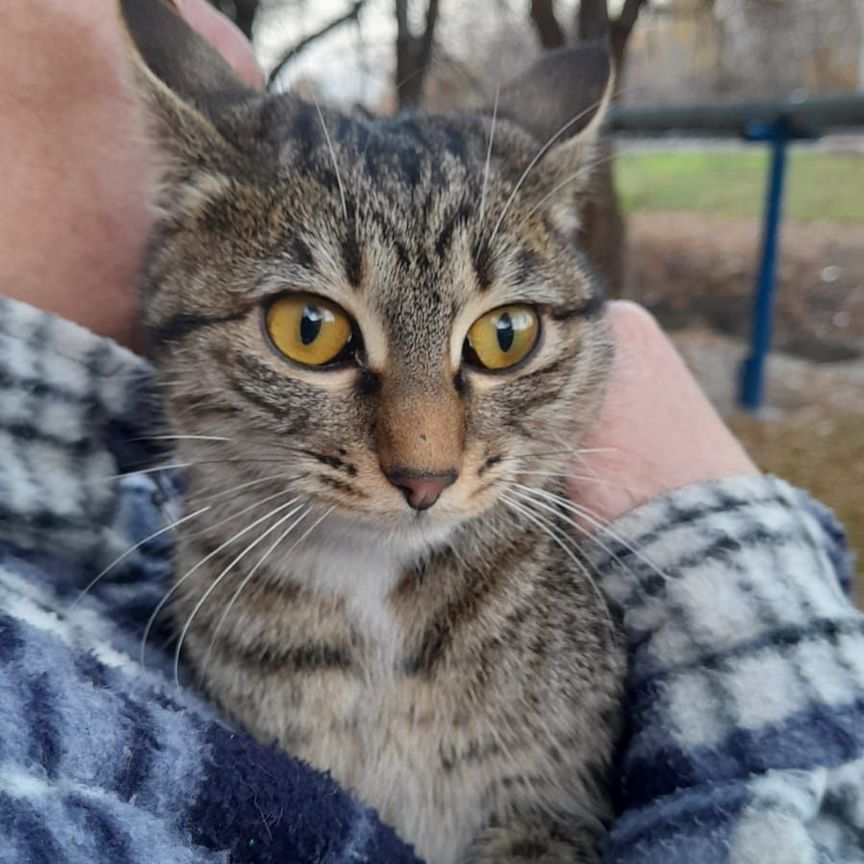 Котейка в дар