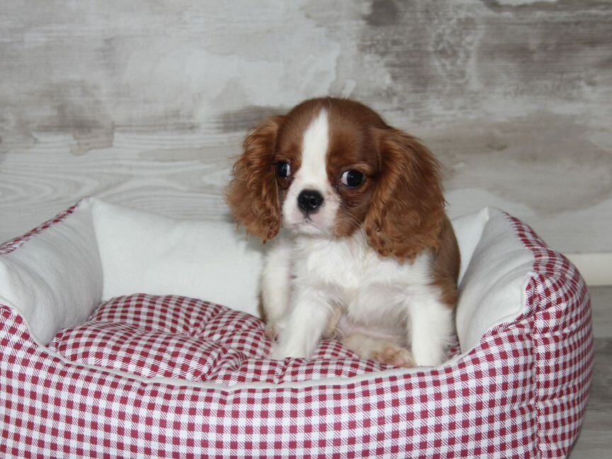 Девочка мини кавалер