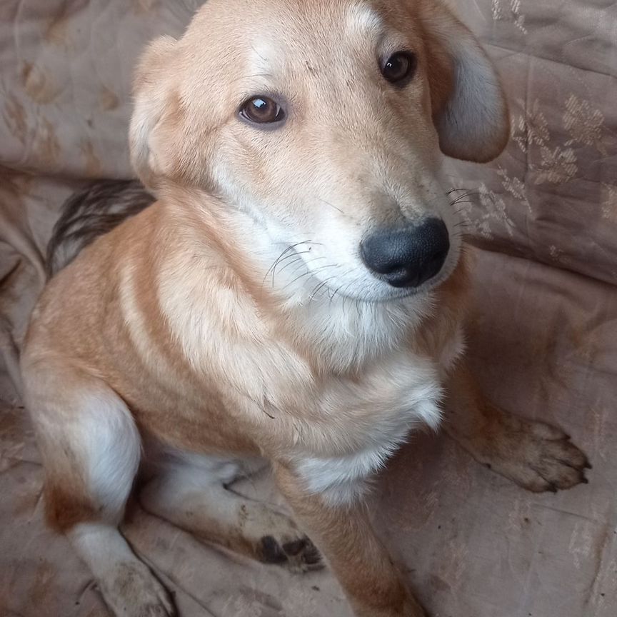 Бесплатно отдадим щенка