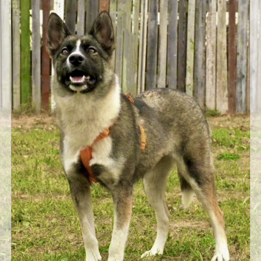 Взрослая собака в добрые руки