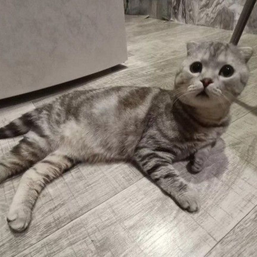 Шотландский вислоухий длинношёрстный кот