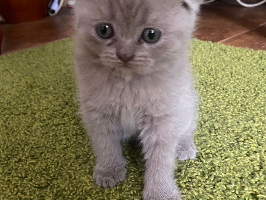 Шотландская вислоухая кошка