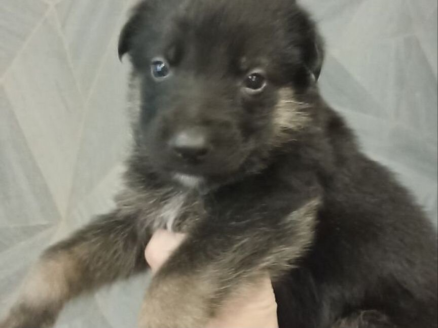 Щенки немецкой овчарки