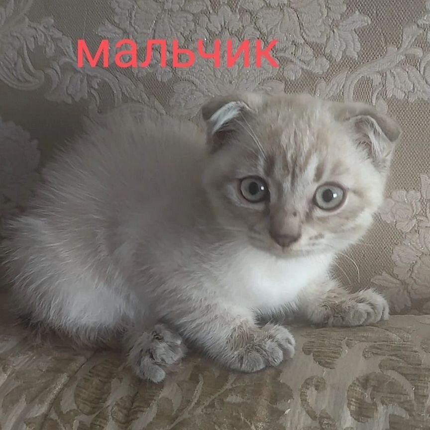 Котенок с юга, желает переехать :)