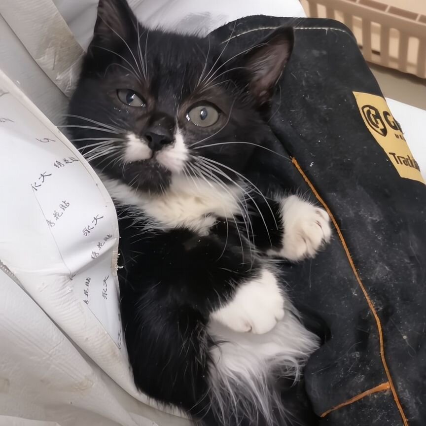 Котёнок в добрые руки