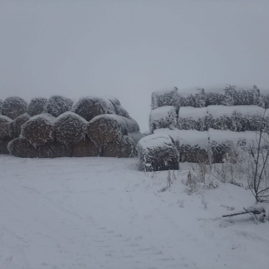 Сено люцерны в рулонах