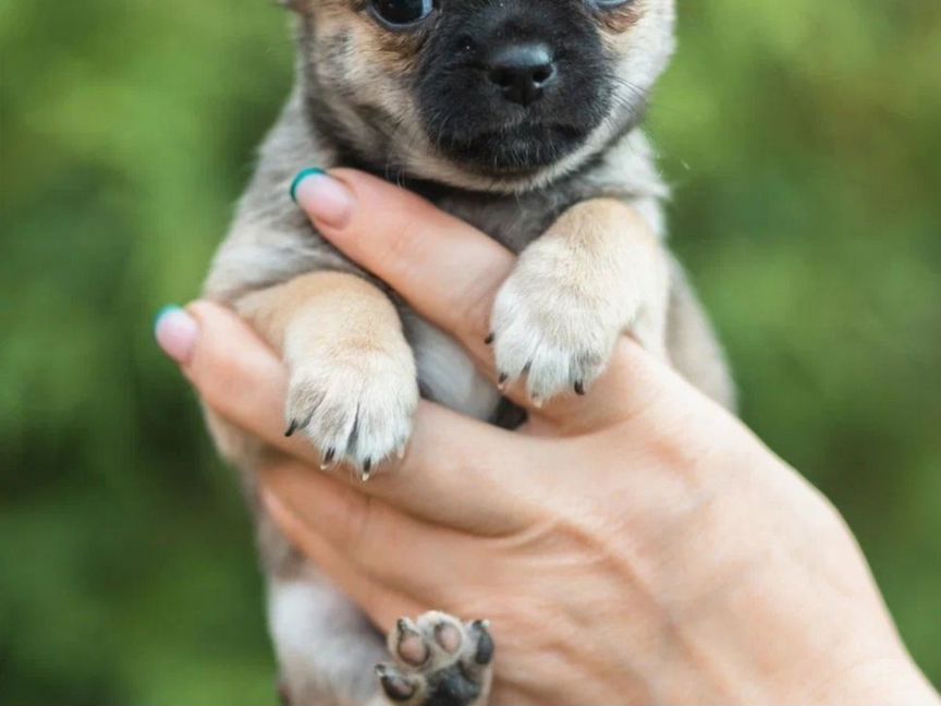 Милаха в редком окрасе и короткой мосей