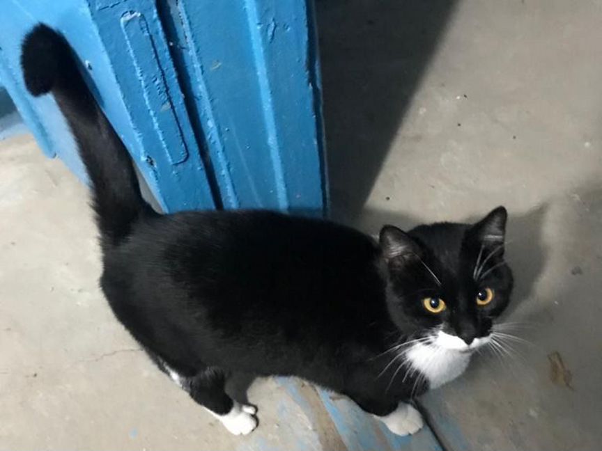 Кошки бесплатно