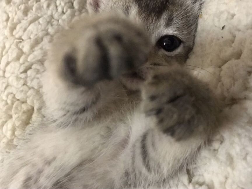 Абиссинские котята