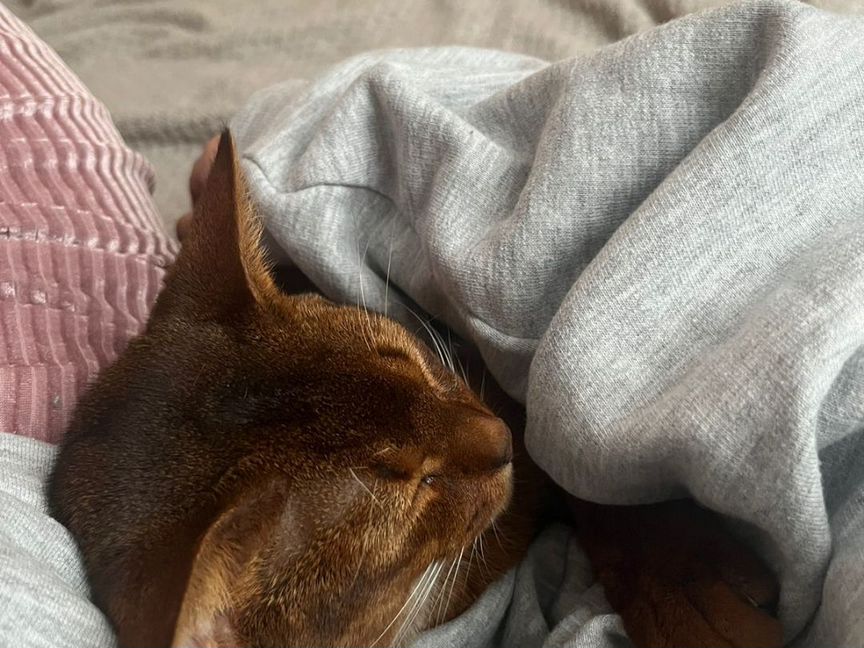 Абиссинский кот