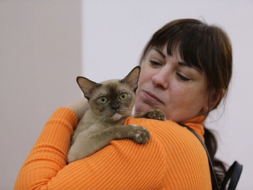 Бурманская кошка 1,5 года