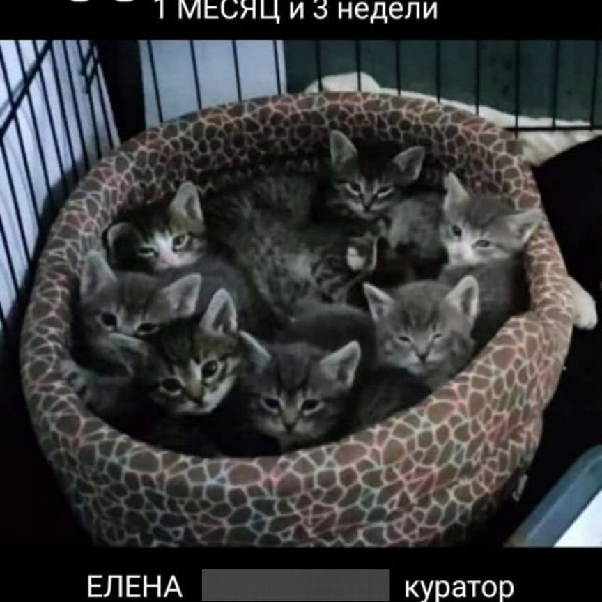 Котята в добрые ручки