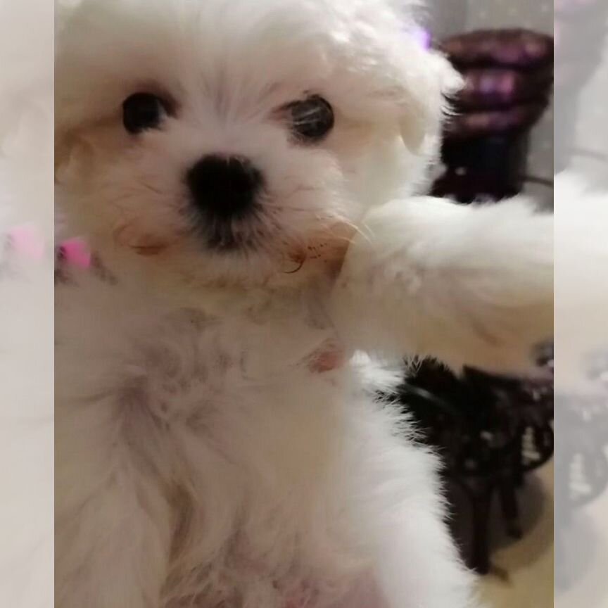 Мальтипу, щенок