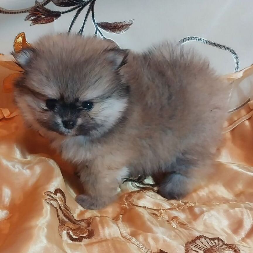 Померанский шпиц, щенок