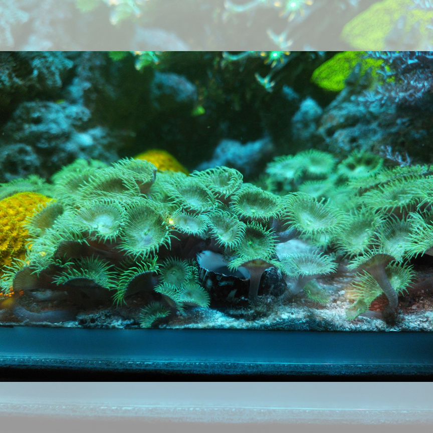 Политоя мятная