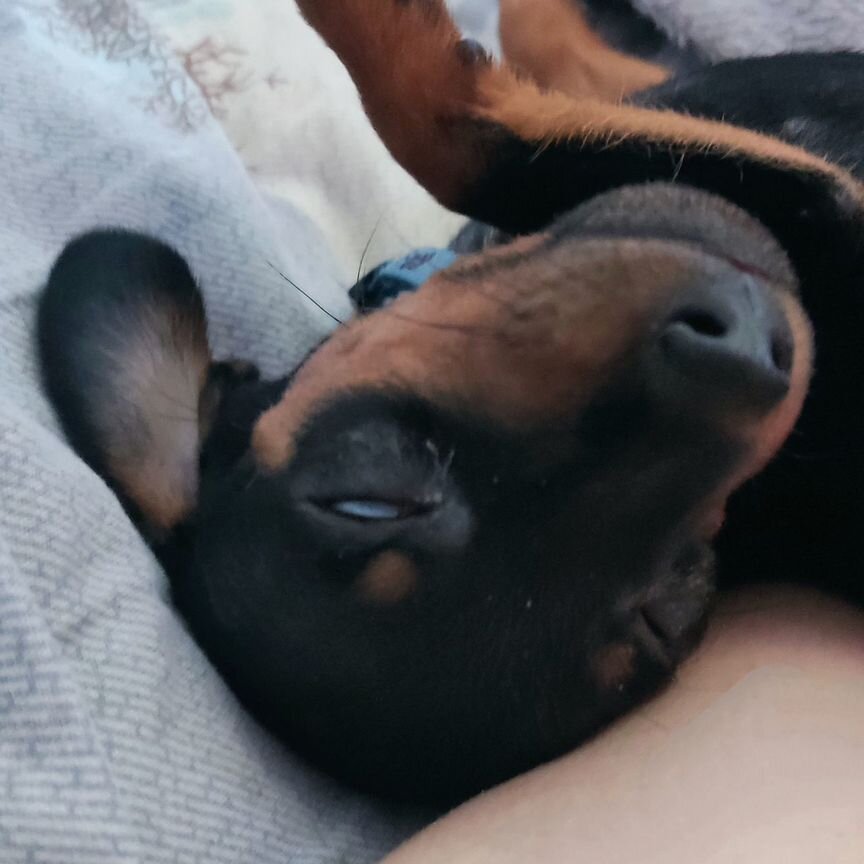 Цвергпинчер, щенок