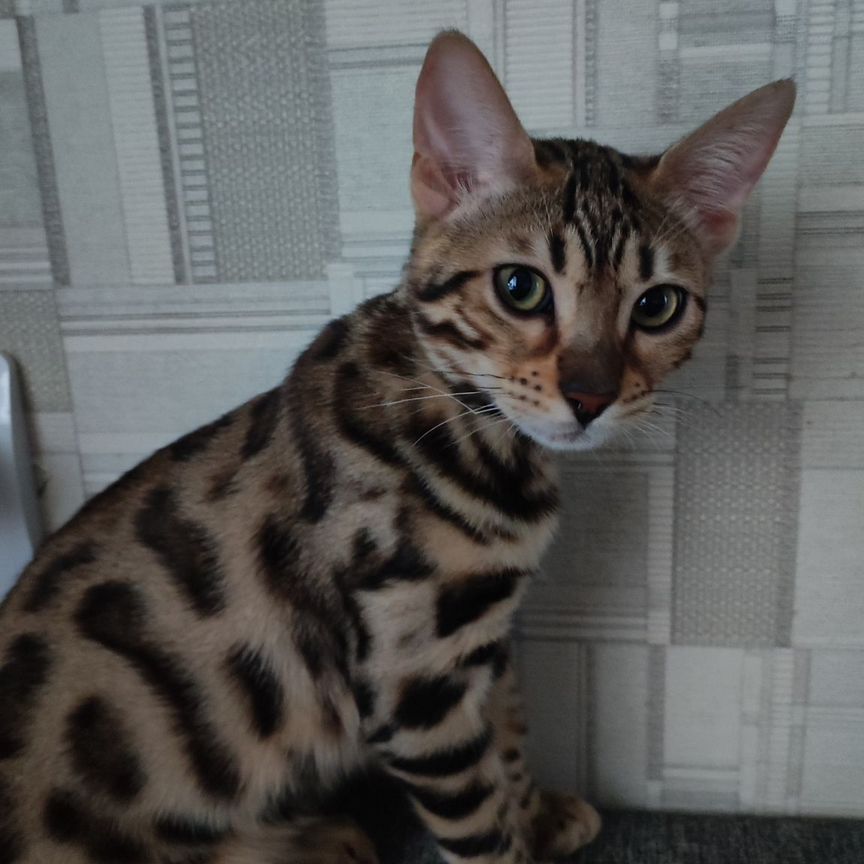 Бенгальская