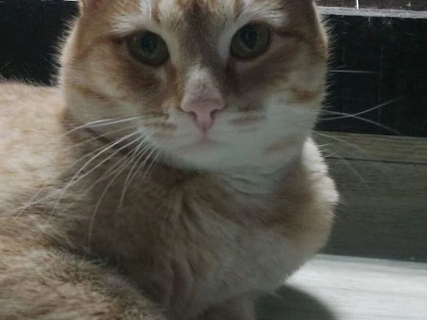 Отдам котика Кекса