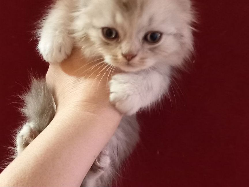 Вислоухие котята