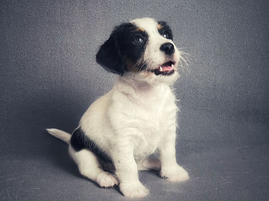 Джек рассел терьер щенок девочка