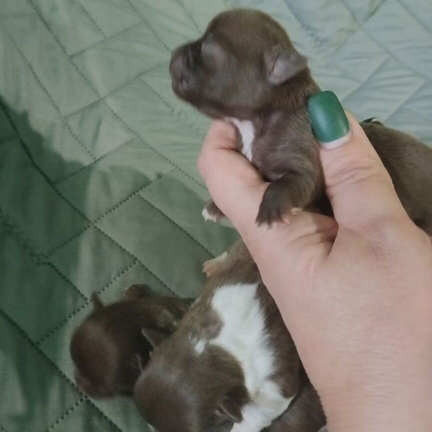 Чихуахуа, щенок