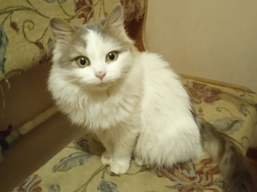 Кошки