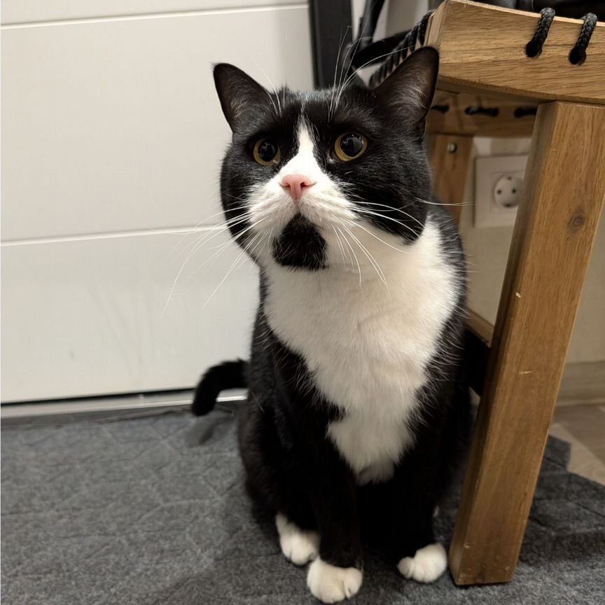 Британский короткошёрстный кот, взрослый