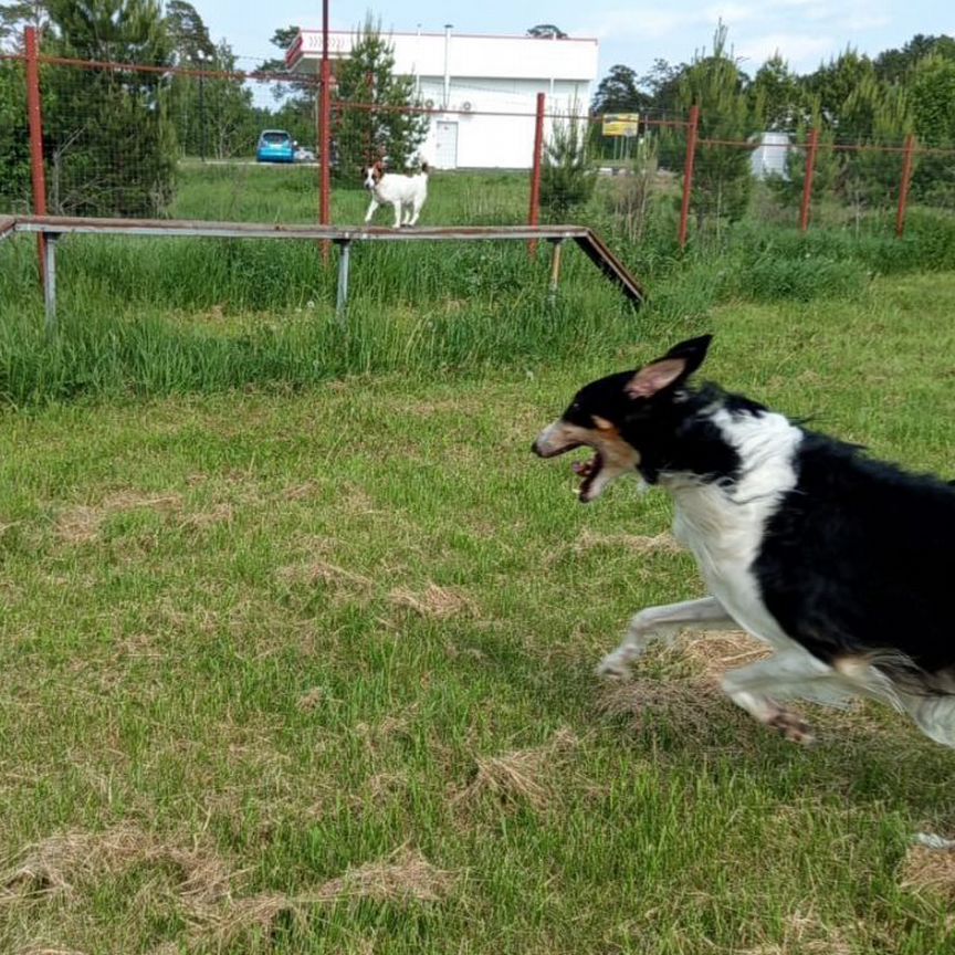 Русская псовая борзая, взрослая собака