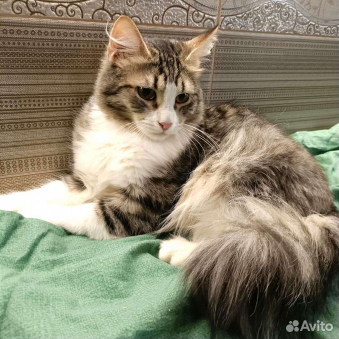 Котенок Яша в добрые руки