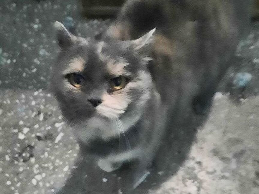 Кошка ищет дом