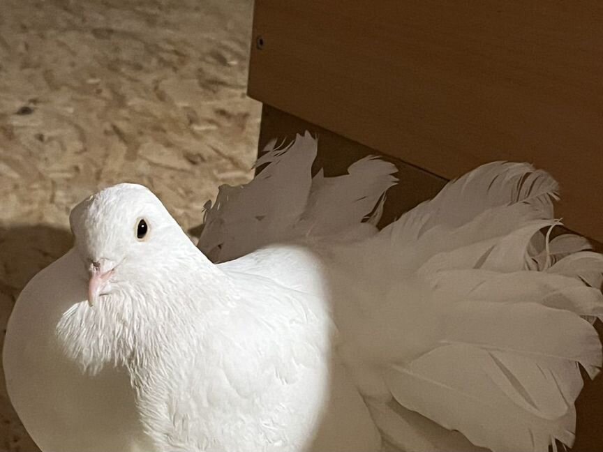Голубь павлиний бесплатно
