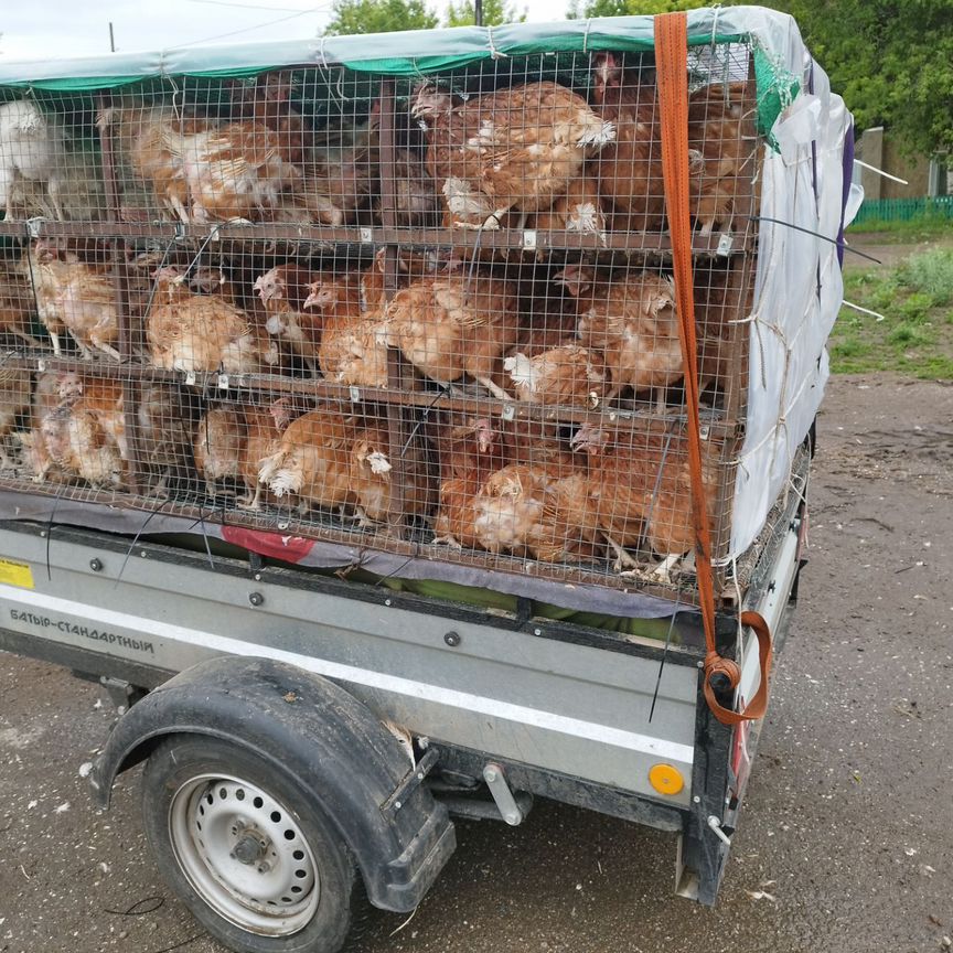 Куры несушки родонит и доминант