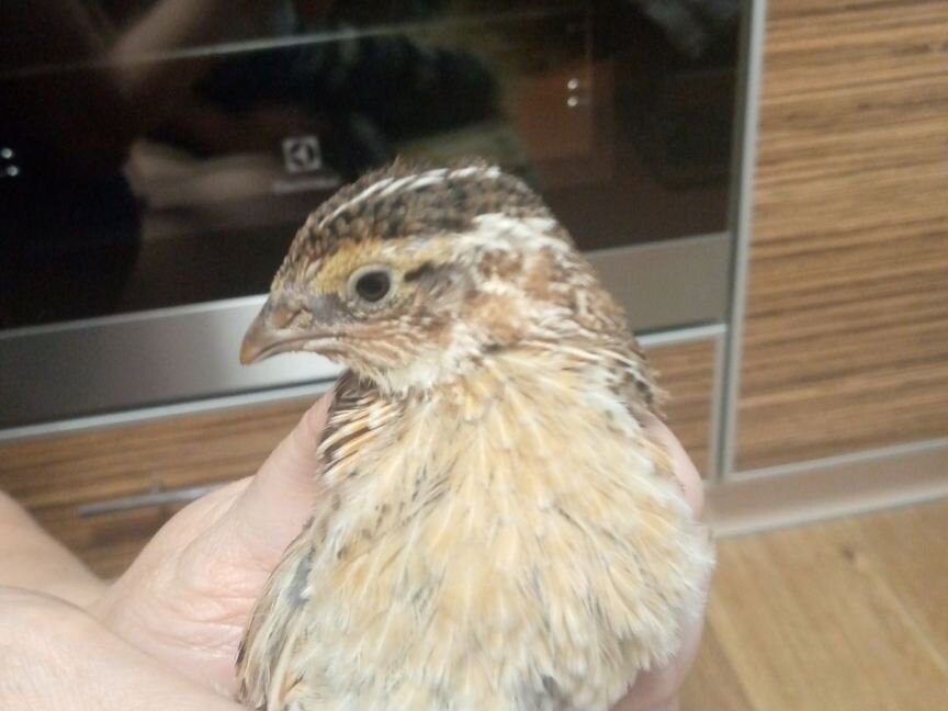 Перепел самец здоровый