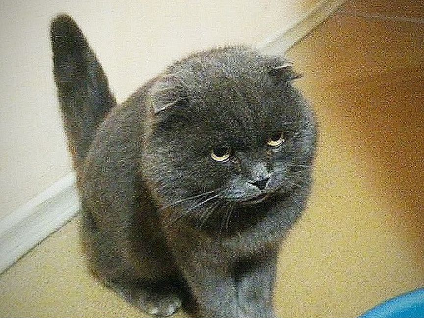 Кот Шотландская 3 года пушистый