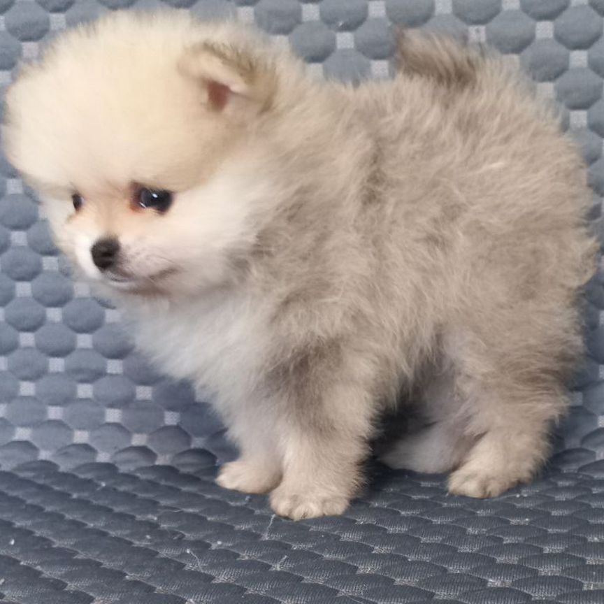 Померанский шпиц, щенок