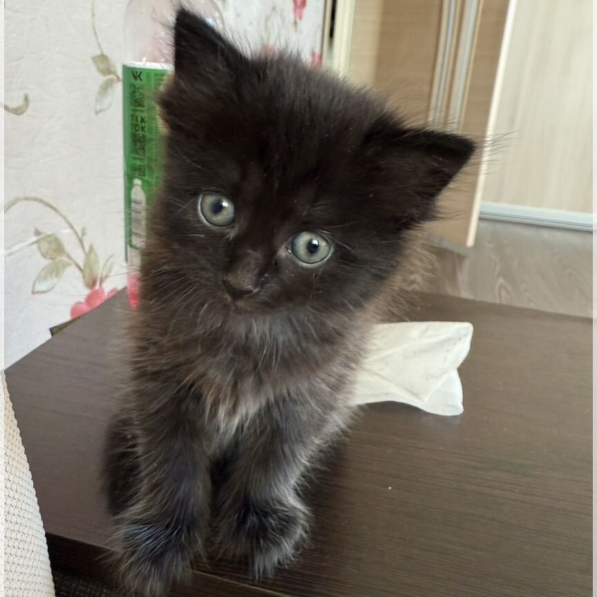 Котенок