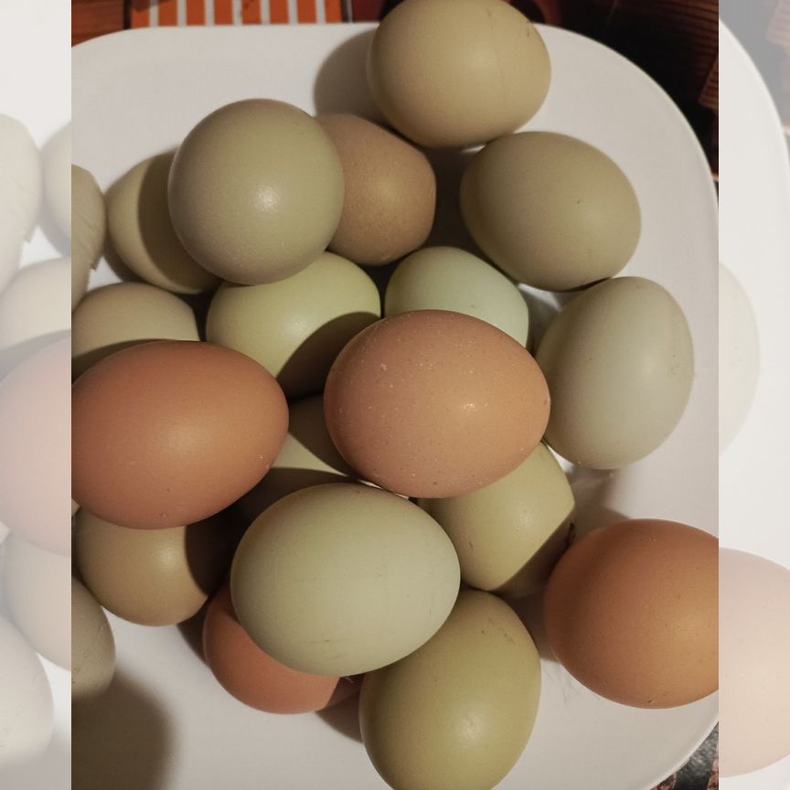 Домашние куриные яйца мкр. Акуловский