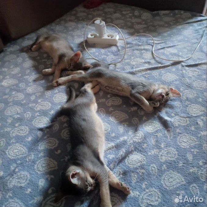Абиссинские котята