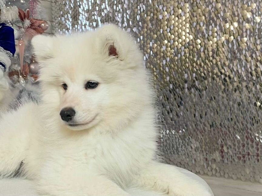 Красавицы снегурочки к новому году