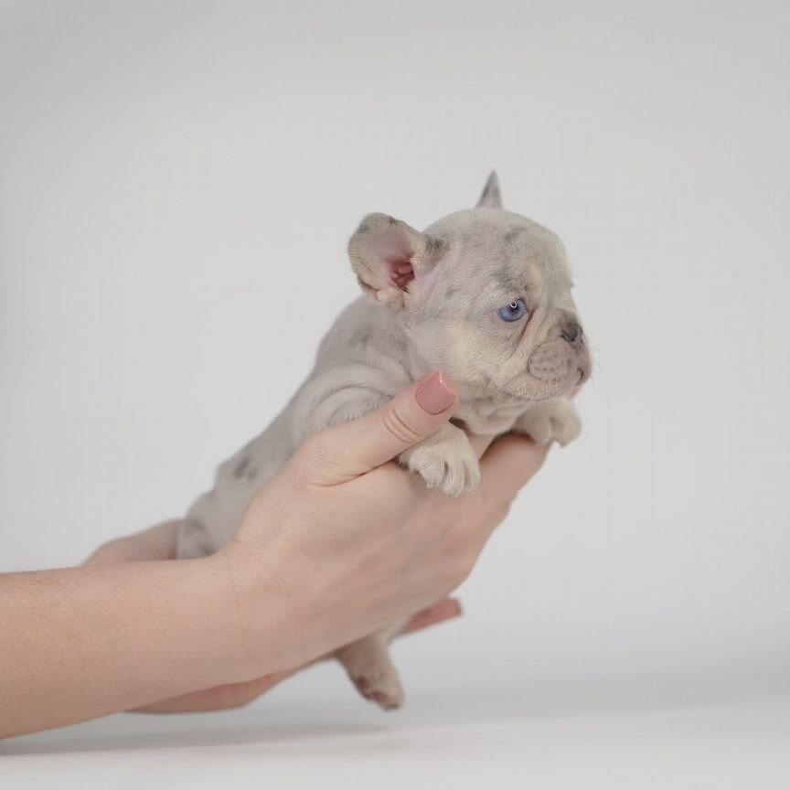 Французский бульдог щенки