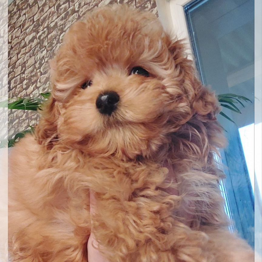 Мальтипу, щенок