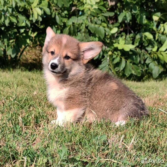 Милахи корги