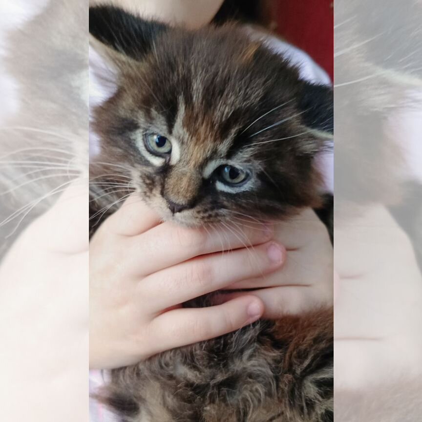 Мейн-кун котёнок