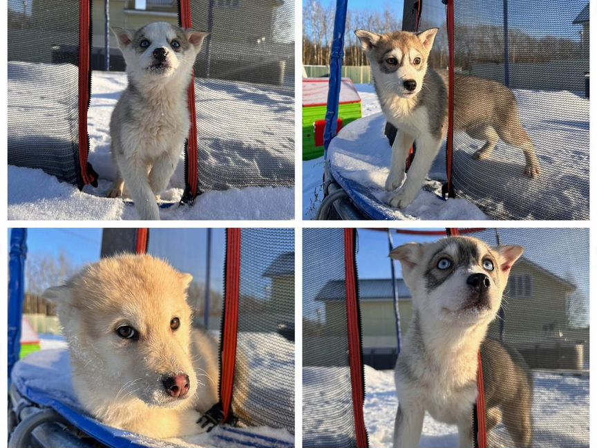 Щенки метисы хаски в добрые руки